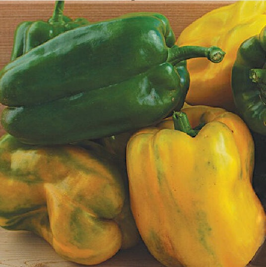 Yellow Monster Bell Pepper 10 - 50 - 200 Seeds Huge Pods! Heirloom Non