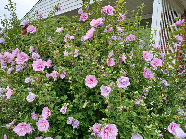 Hibiscus Minerva Rose of Sharon Flower 10 - 200 Seeds Beautiful Pink S ...