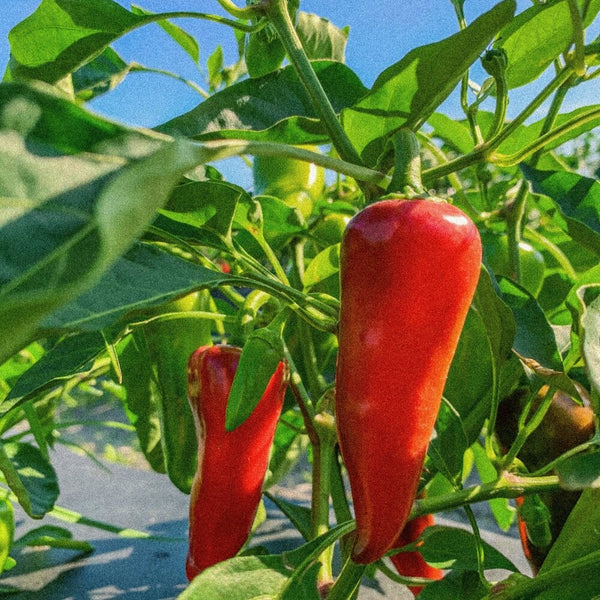 Fresno Chili Hot Pepper 15 - 100 Seeds Heavy Producer Smokey Flavor ...