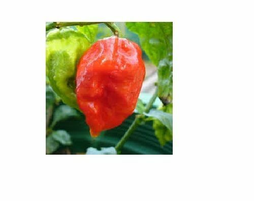 15 Seeds Trinidad 7 pot/pod RED original strain Extremely HOT RARE Hei ...
