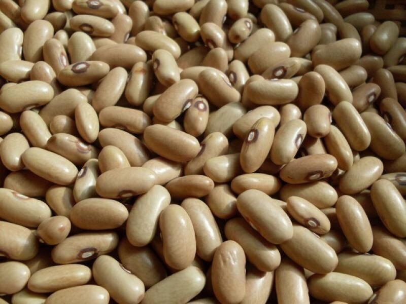 Arikara Yellow Bush Beans 10 seeds tolerates drought dry baking 85 day
