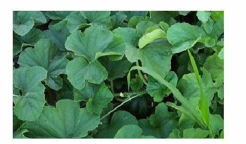 Ogen Melon select Seeds 20 - 1000 BULK (Israel) Ha'Ogen Garden Heirloo ...