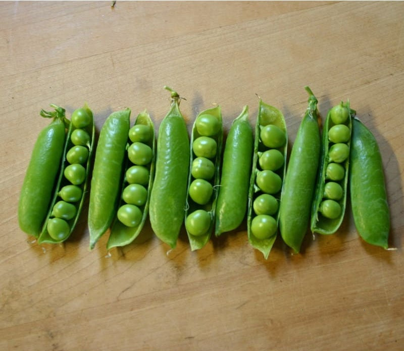 Early Frosty Peas Garden Peas 10 Seeds - 1 LB Cold Hardy Short season