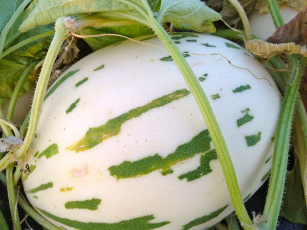 10 Snow Leopard Melon Seeds Unique Beautiful Rare White flesh fruit As ...